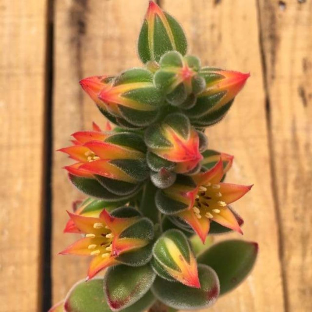 Echeveria pulvinata ruby