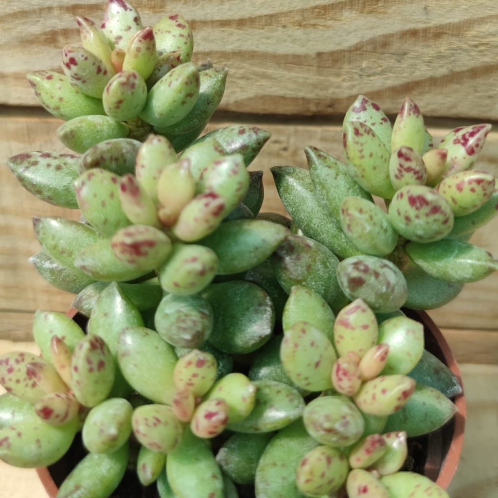 Adromischus Schuldtianus ssp Juttae-Succulentes et Jolies Plantes