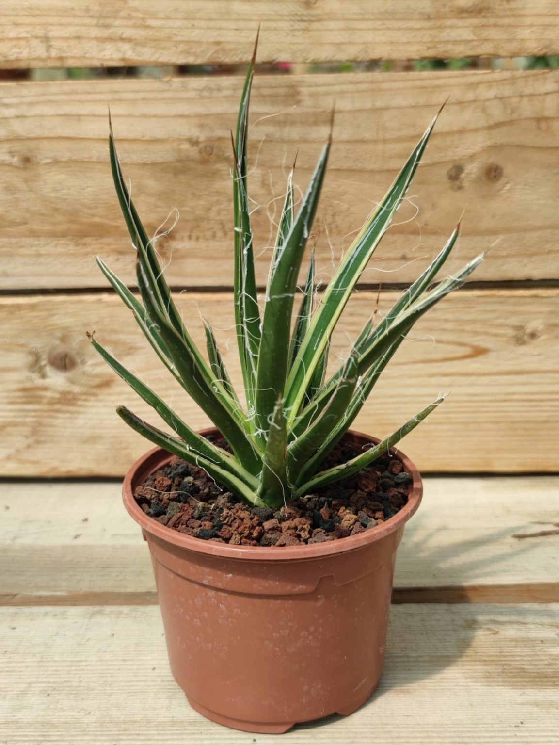 Agave filifera variegata | Succulentes et Jolies Plantes