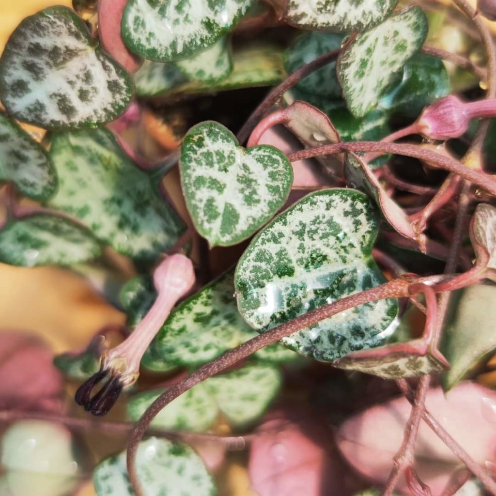 Ceropegia woodii | Succulentes et jolies plantes