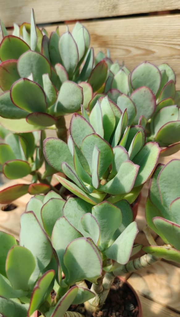 Crassula arborescens ssp undulatifolia 'blue bird'
