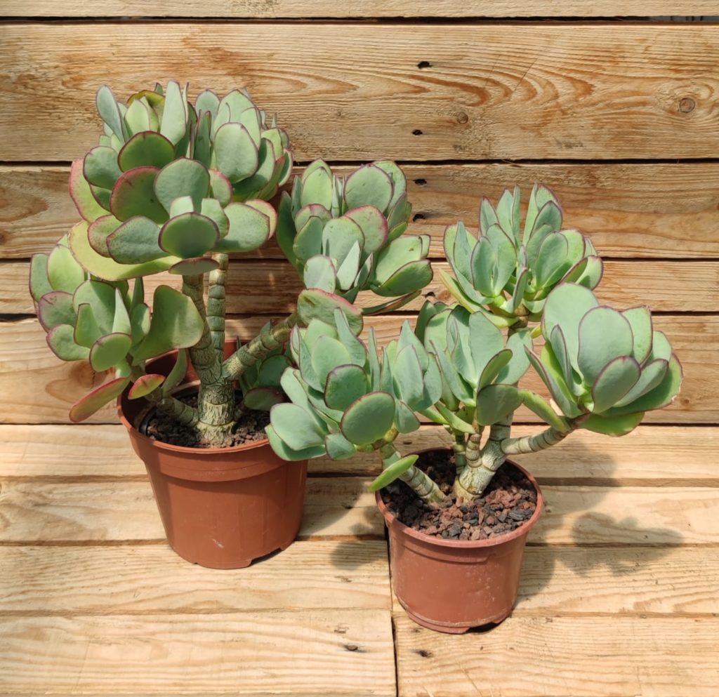Crassula arborescens ssp undulatifolia 'blue bird'