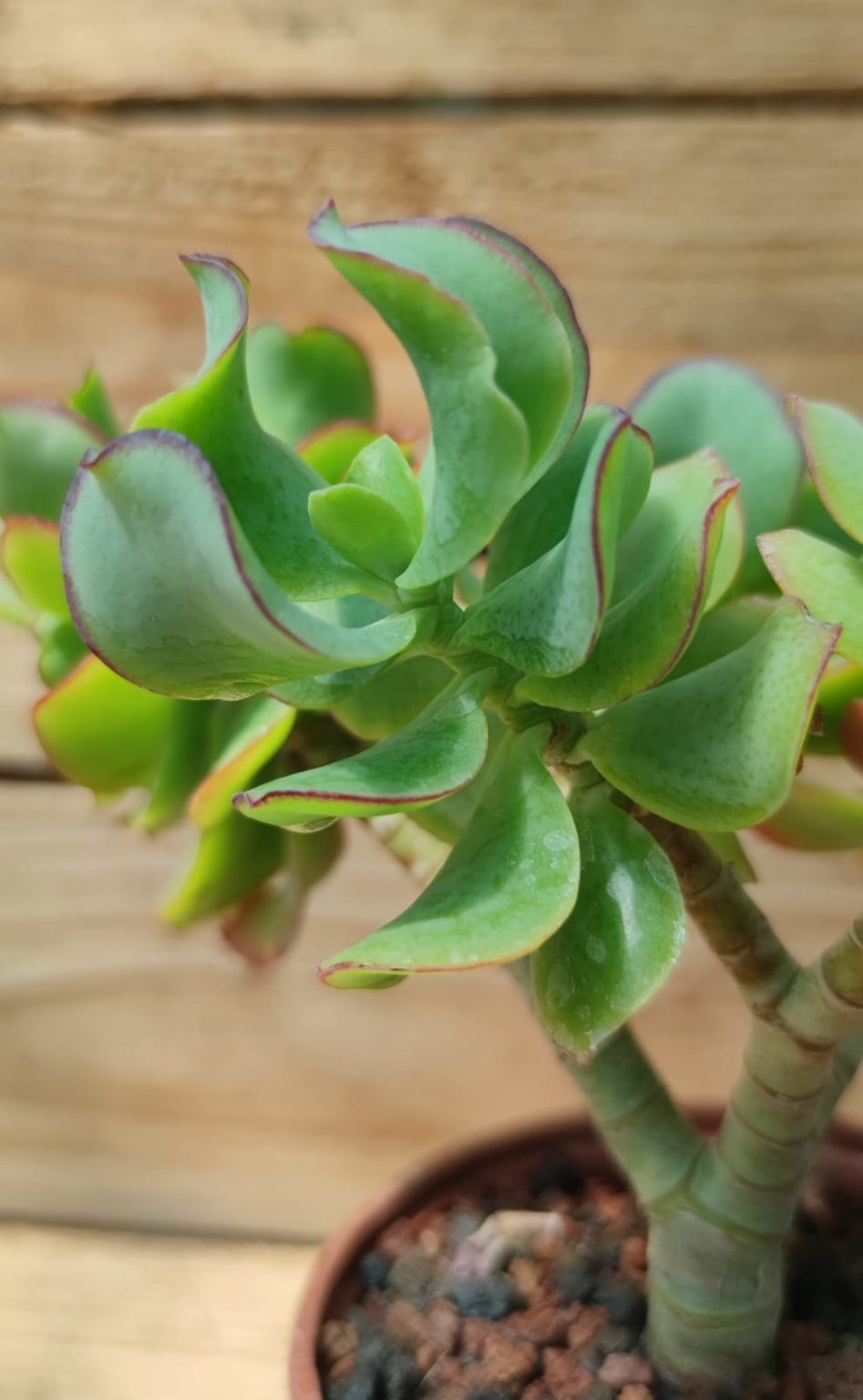 Crassula blue waves | Succulentes et Jolies Plantes