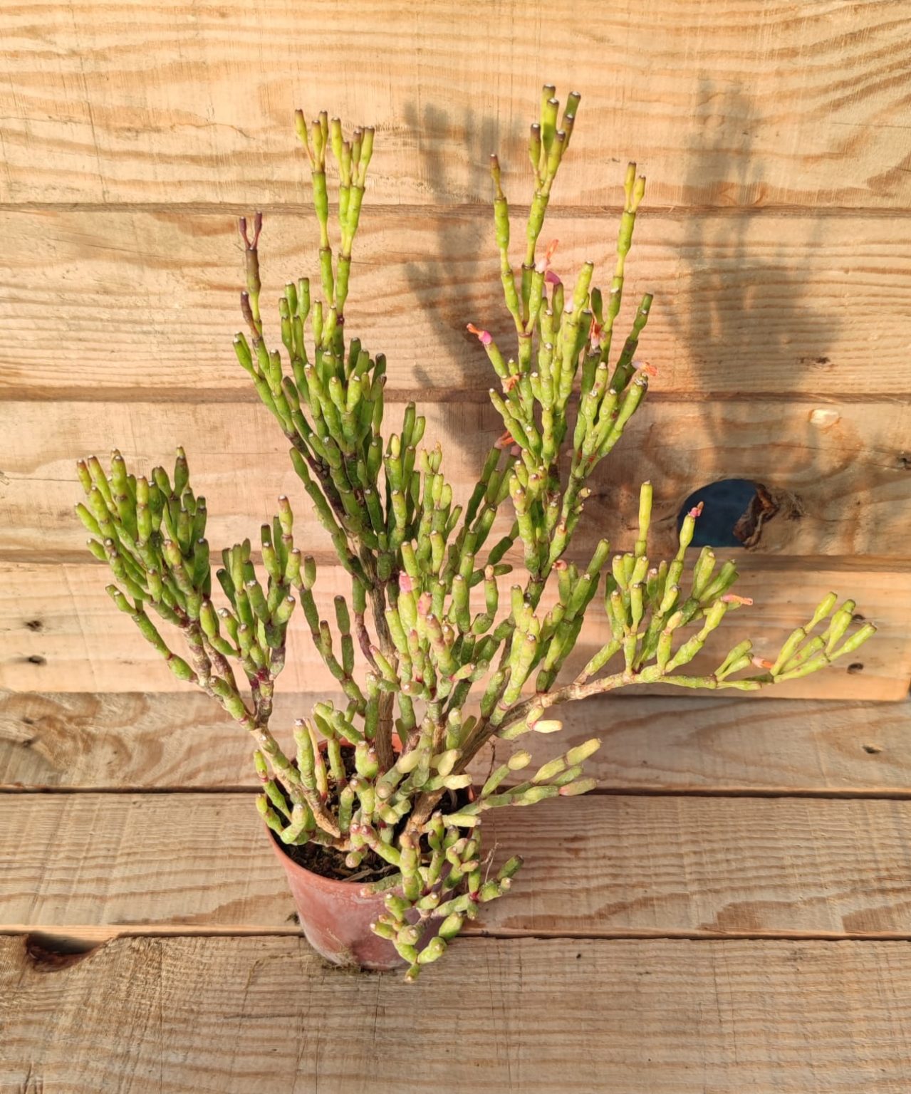 Hatiora salicornioides | Succulentes et Jolies Plantes