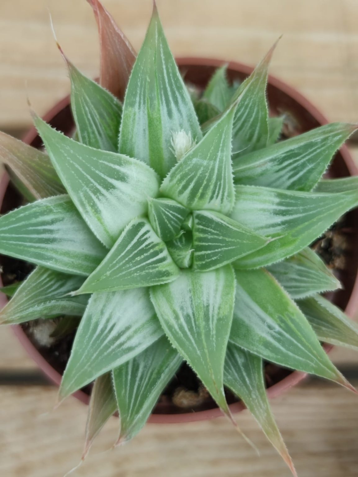 Haworthia retusa cv. Greyghost | Succulentes et Jolies Plantes