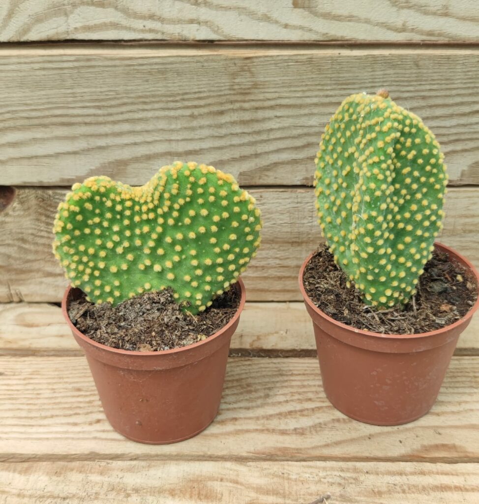 Opuntia microdasys pallida undulata | Succulentes et Jolies Plantes
