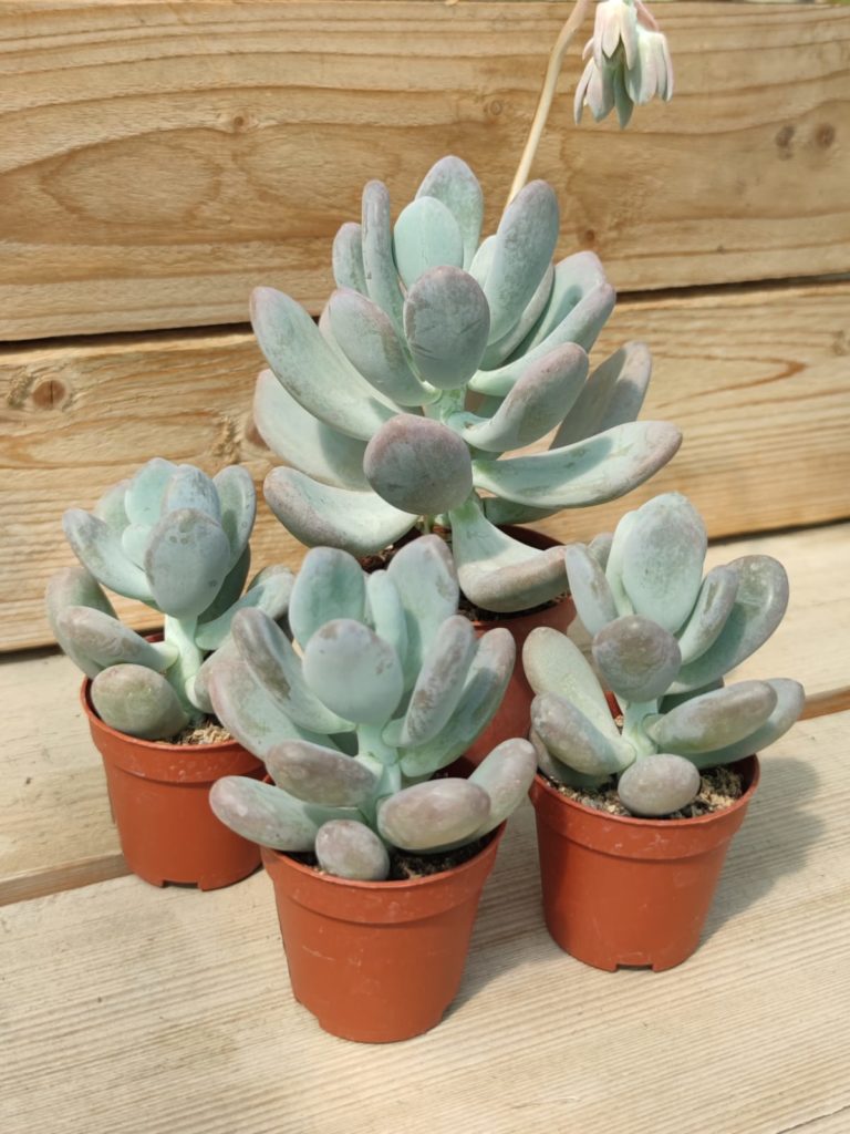 Pachyphytum bracteosum | Succulentes et Jolies Plantes