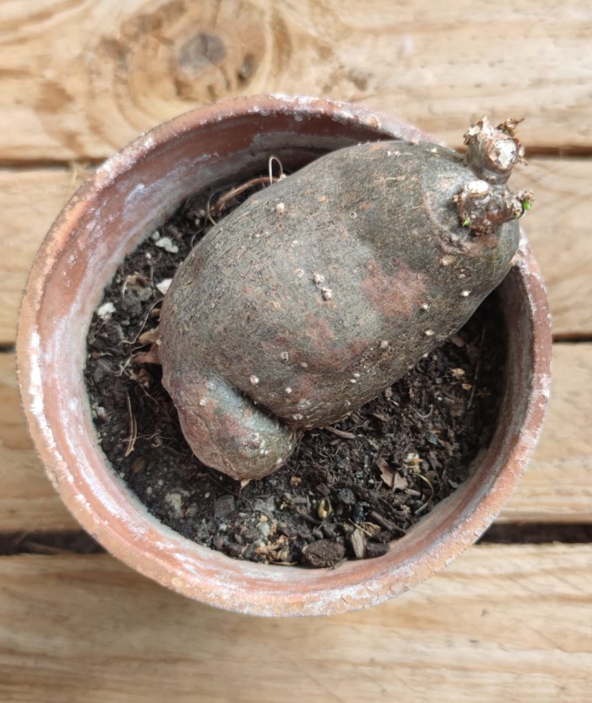 Cissus tuberosa | Succulentes et Jolies Plantes