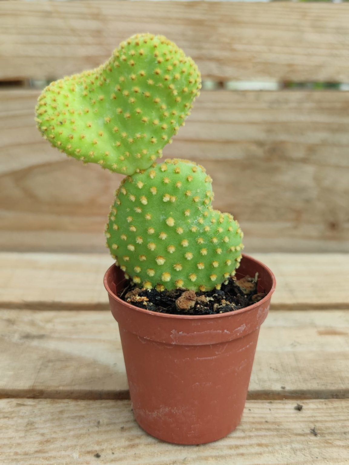 Opuntia microdasys pallida undulata | Succulentes et Jolies Plantes