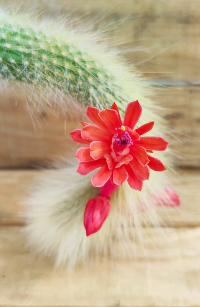 Hildewintera colademononis | Succulentes et Jolies Plantes