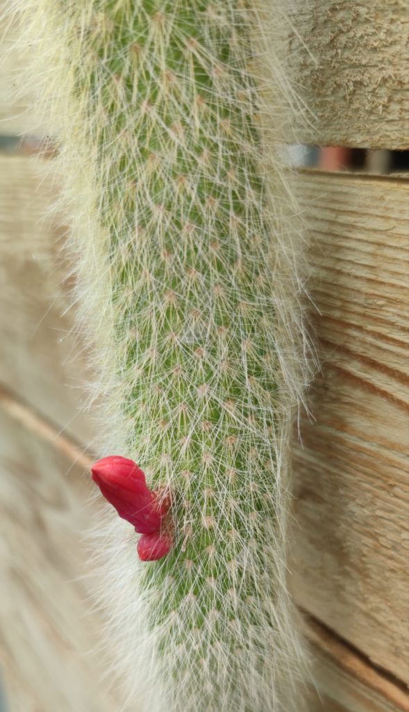 Hildewintera colademononis | Succulentes et Jolies Plantes