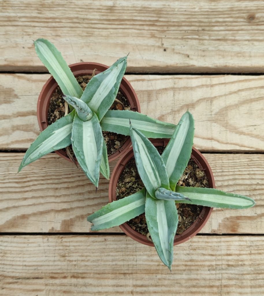 Agave americana mediopicta alba