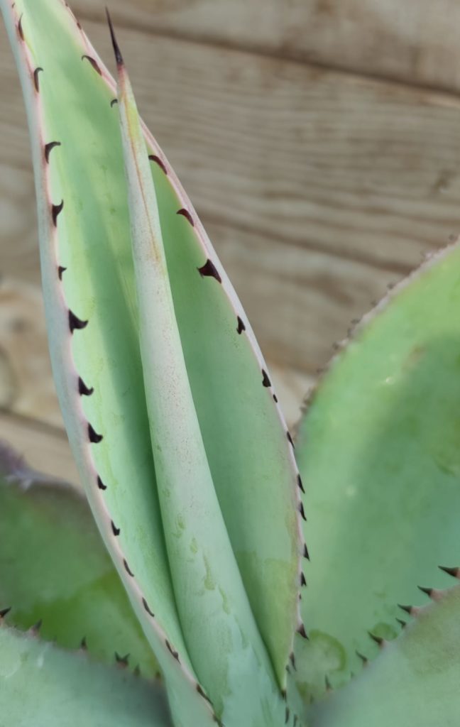 Agave guiengola