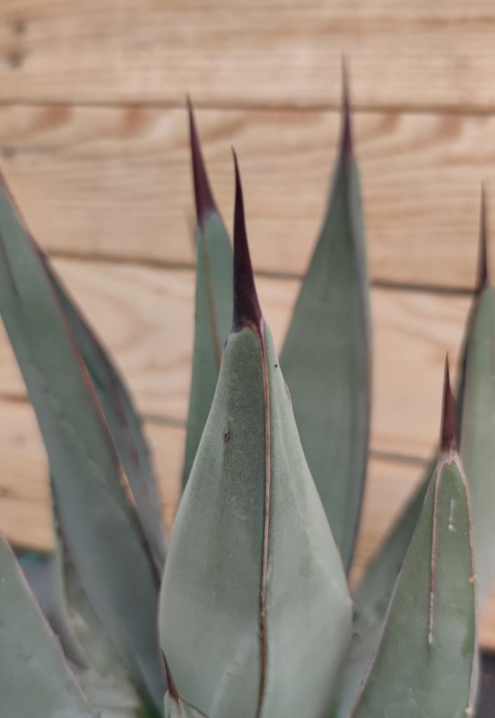 Agave nigra - Succulentes et jolies plantes