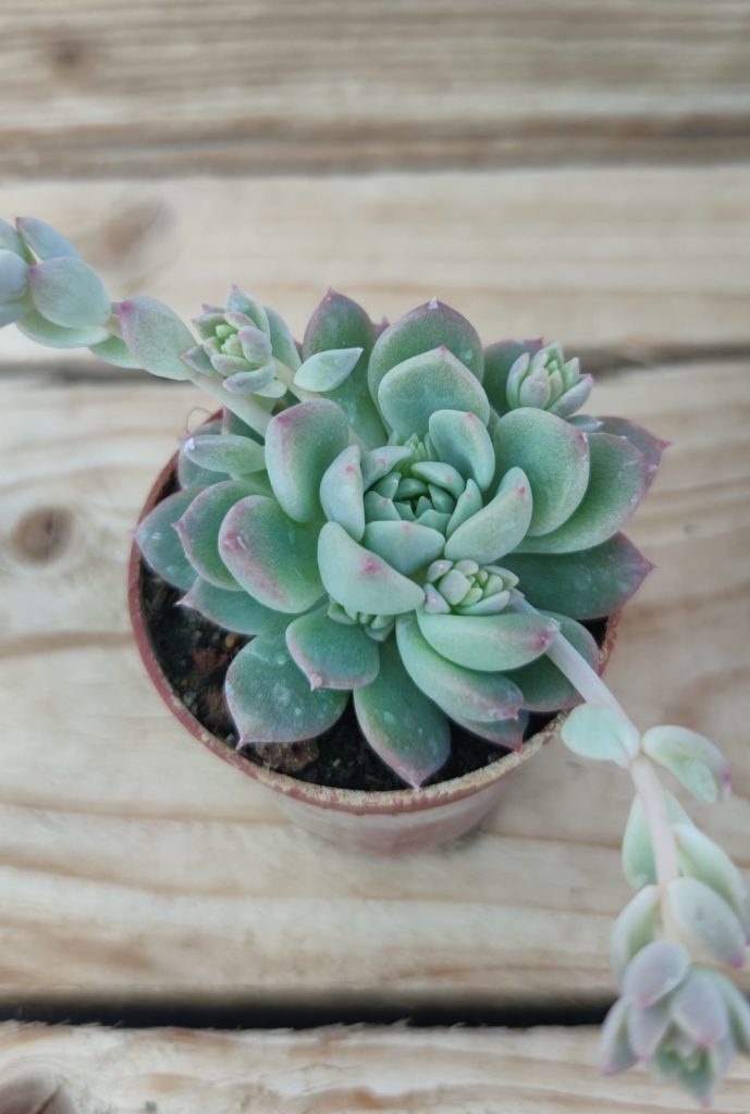 Echeveria prolifica | Succulentes et jolies plantes