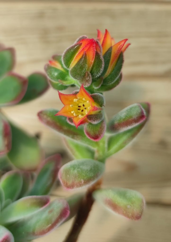 Echeveria pulvinata ruby
