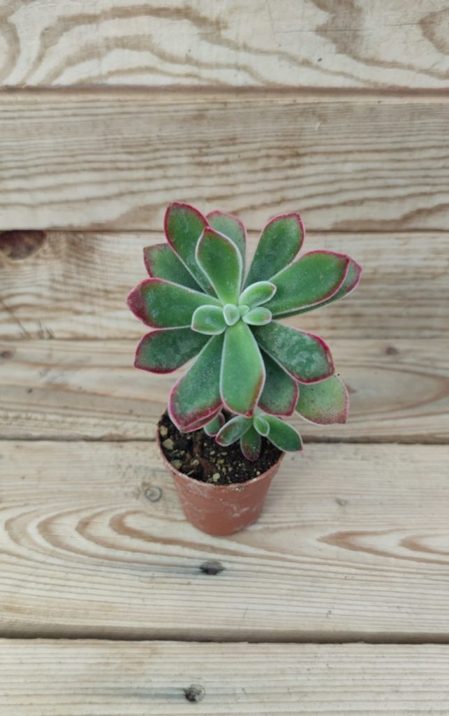 Echeveria pulvinata ruby