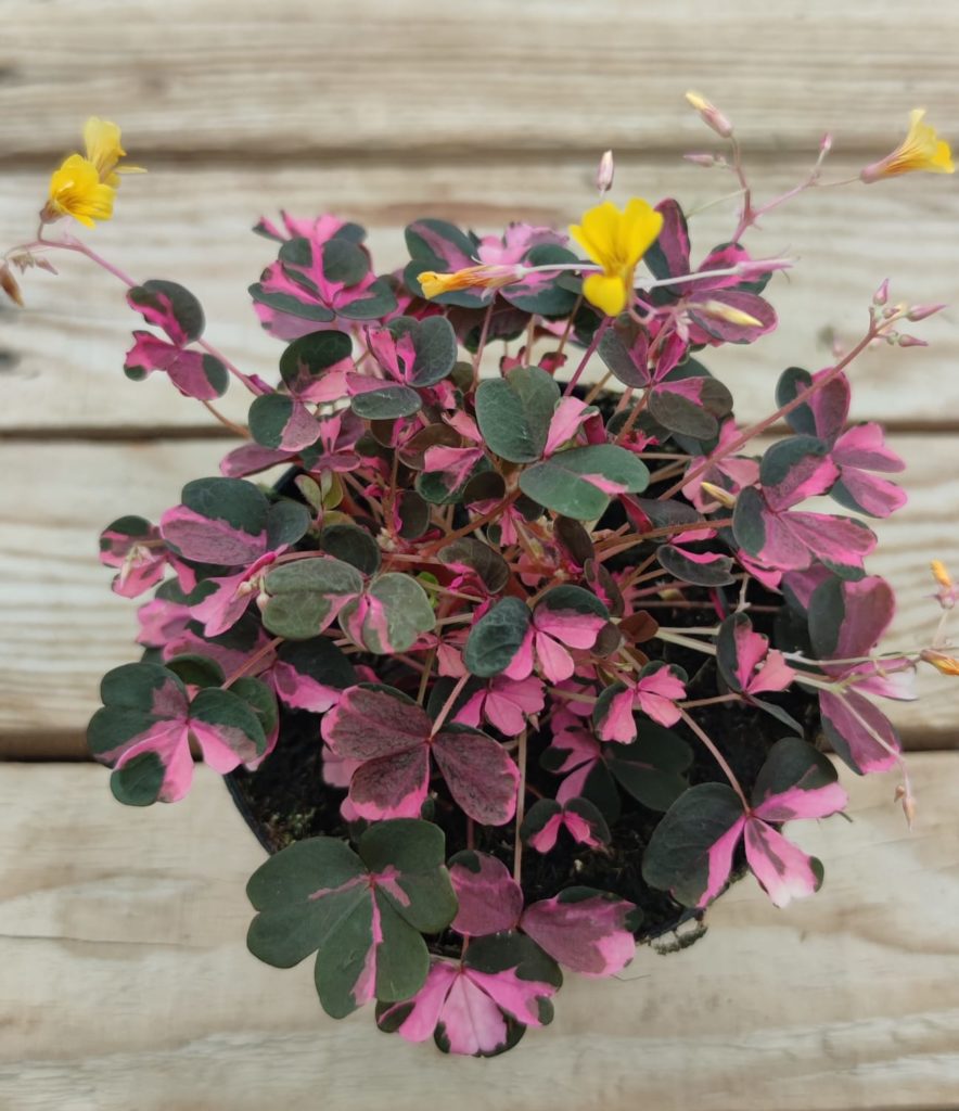 Oxalis vulcanicola "plum crazy" | Succulentes et Jolies Plantes