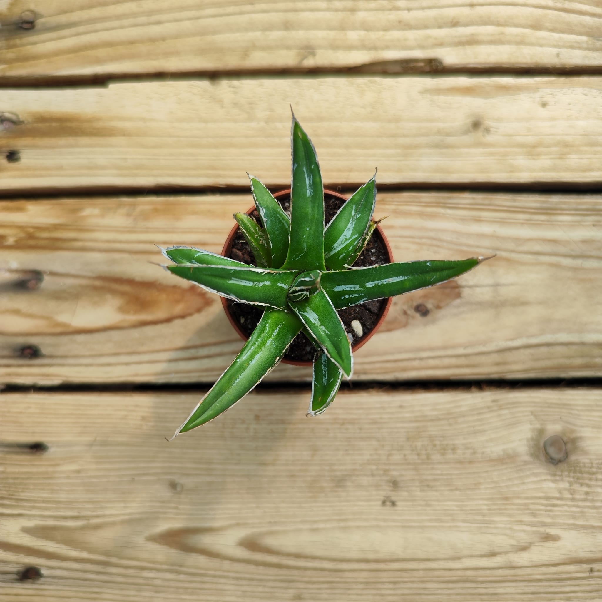 Mix agaves | Succulentes et jolies plantes