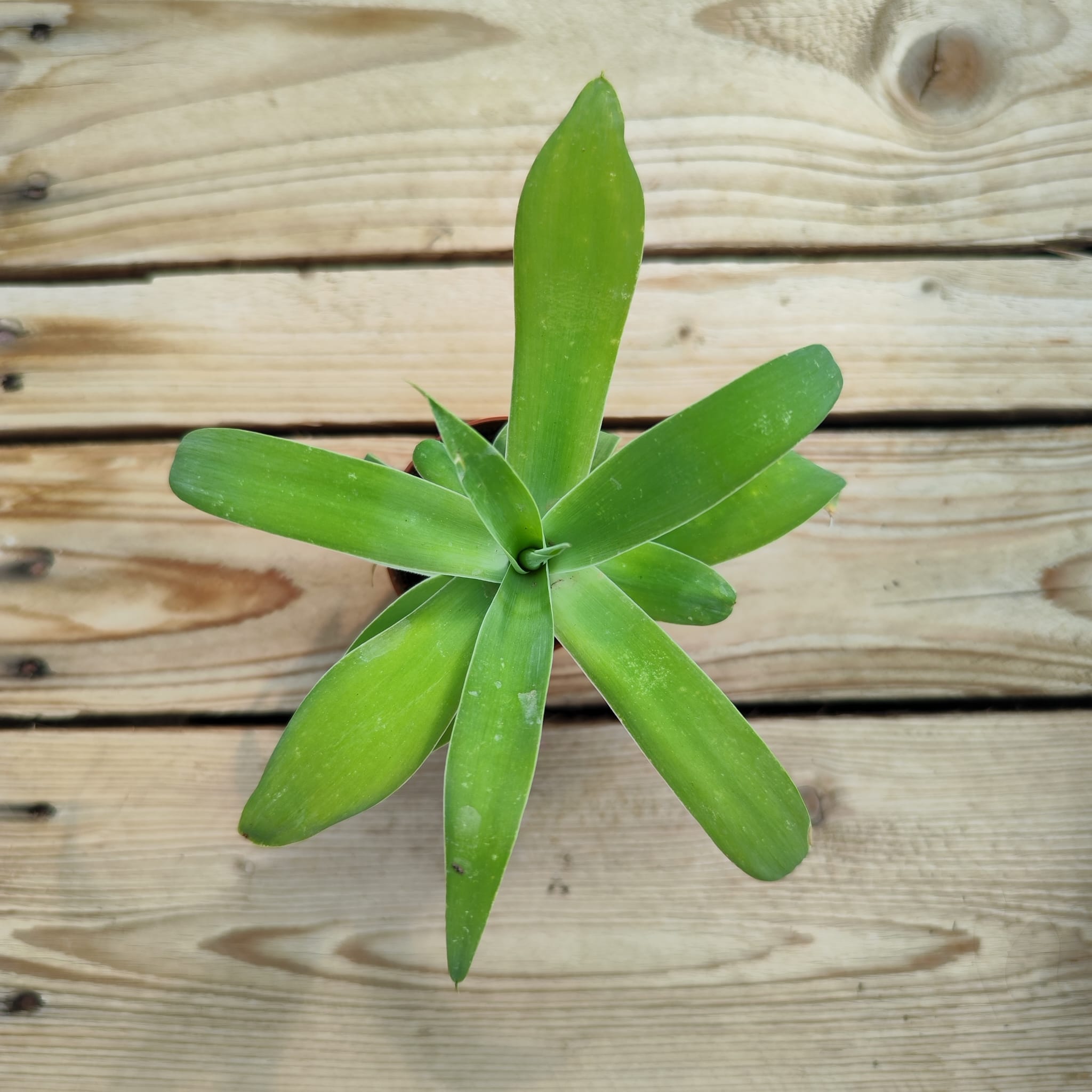 Mix agaves | Succulentes et jolies plantes