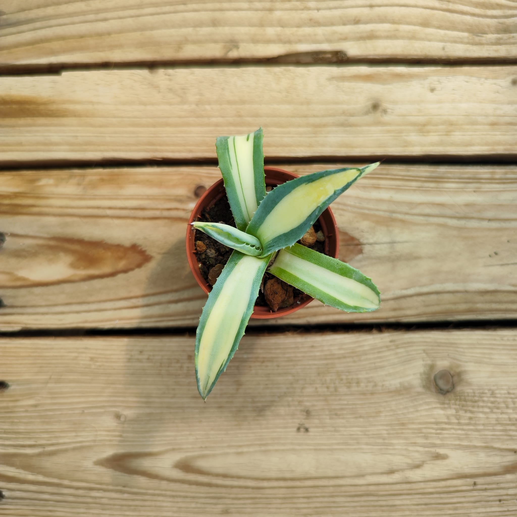 Mix agaves | Succulentes et jolies plantes