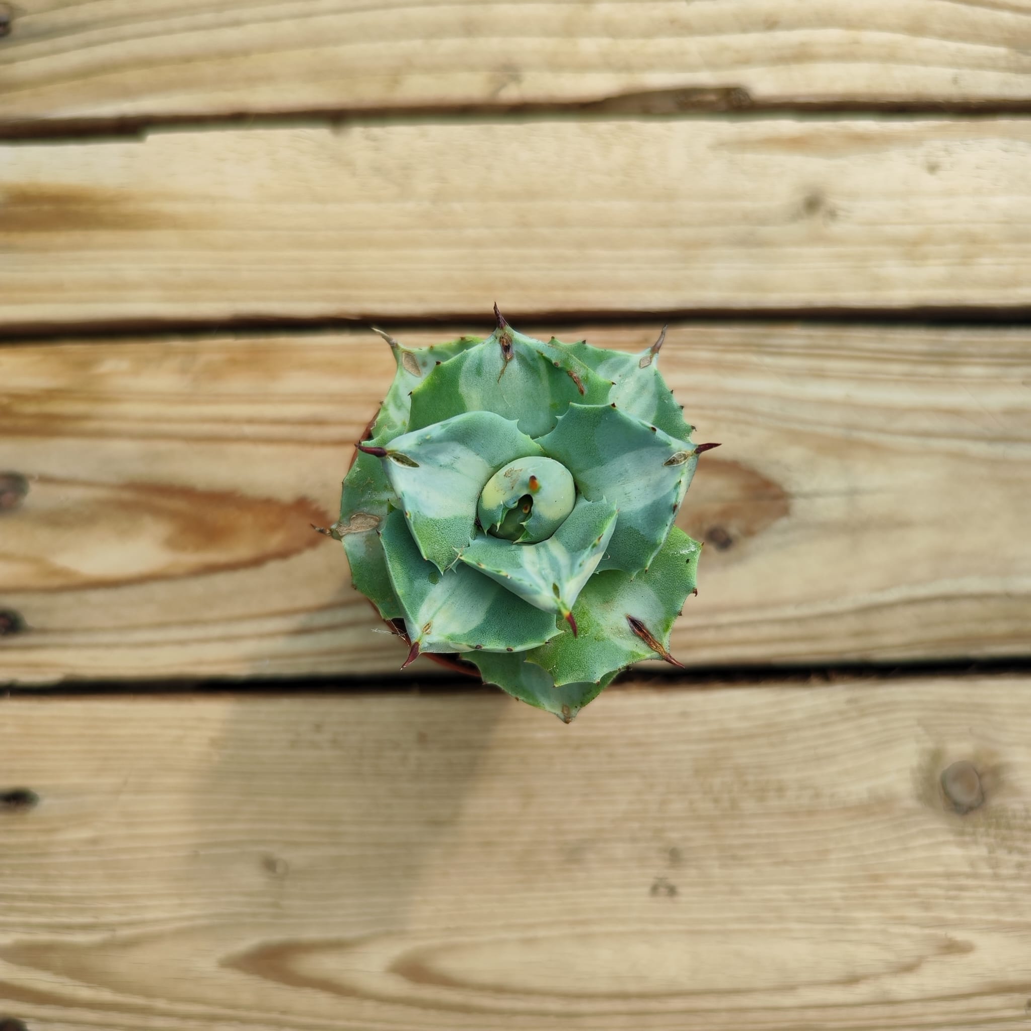 Mix agaves | Succulentes et jolies plantes